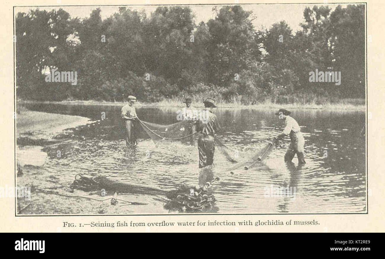 Seining fish from overglow water for infection with glochidia of ...