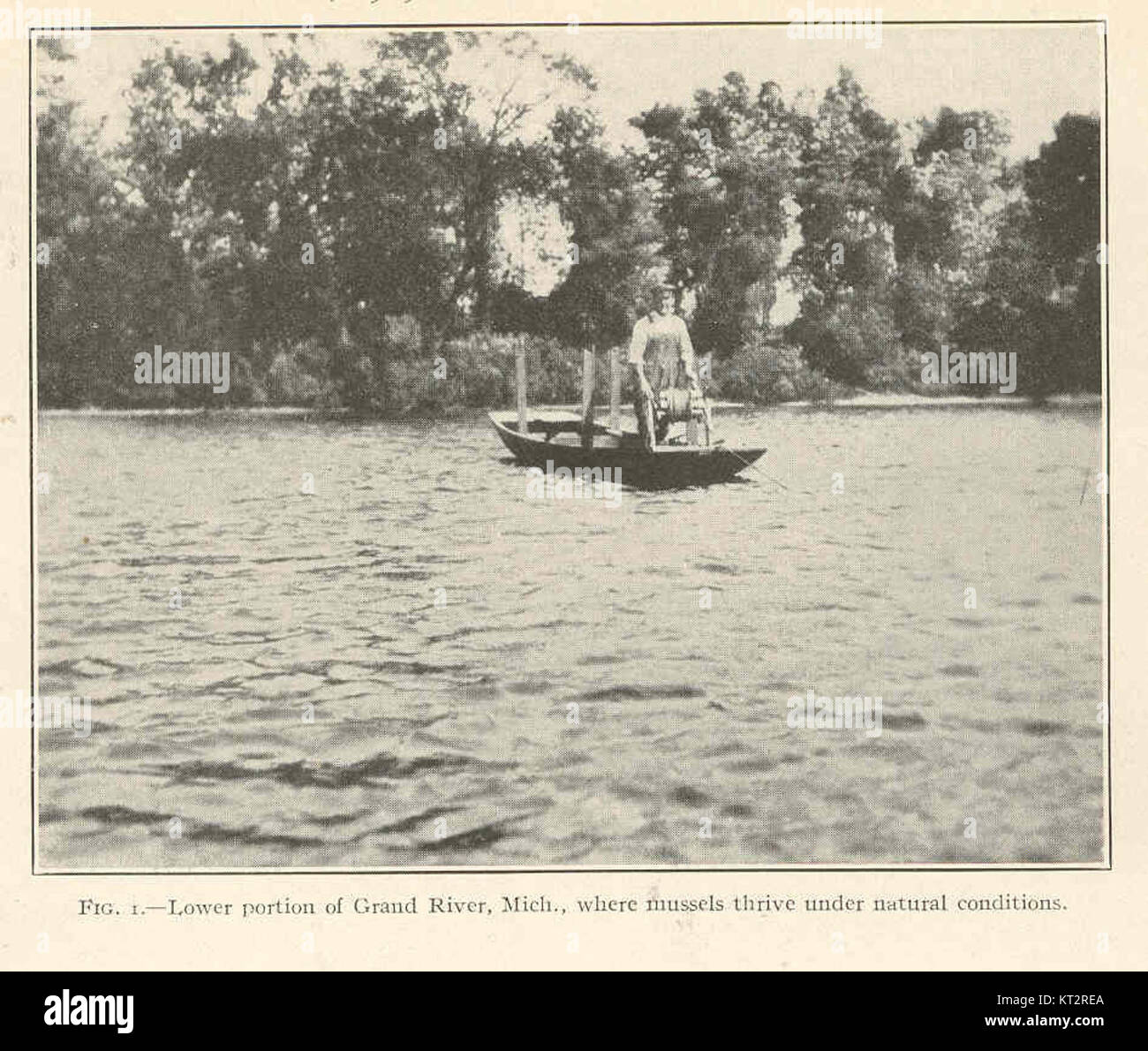 This area of the Grand River in Michigan supports a diverse mussel ...