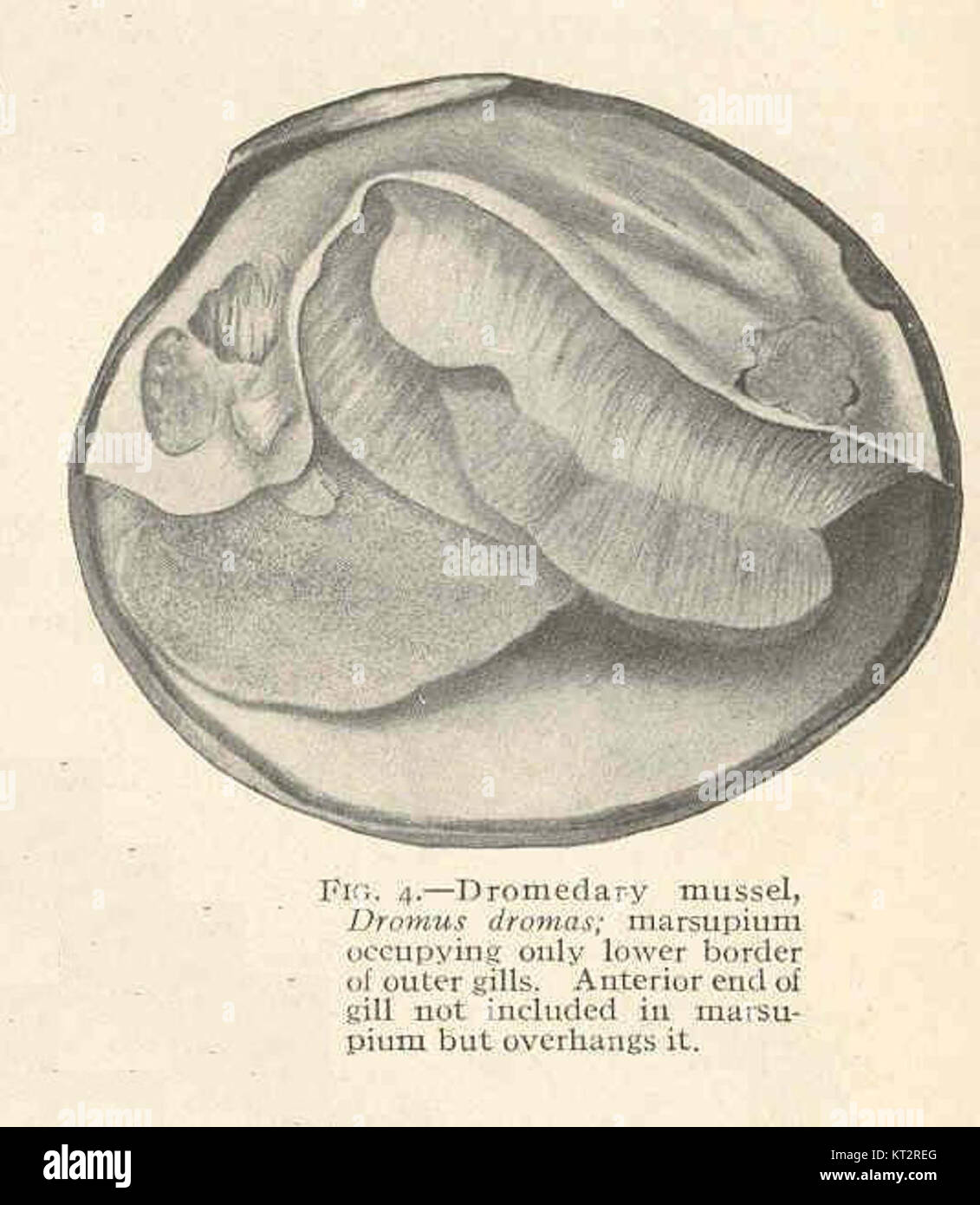 Larvae occupies hi-res stock photography and images - Alamy