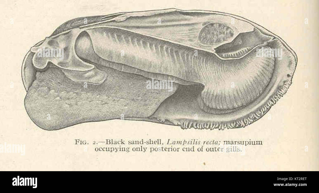 This scientific image shows the black sand-shell species Lampsilis ...