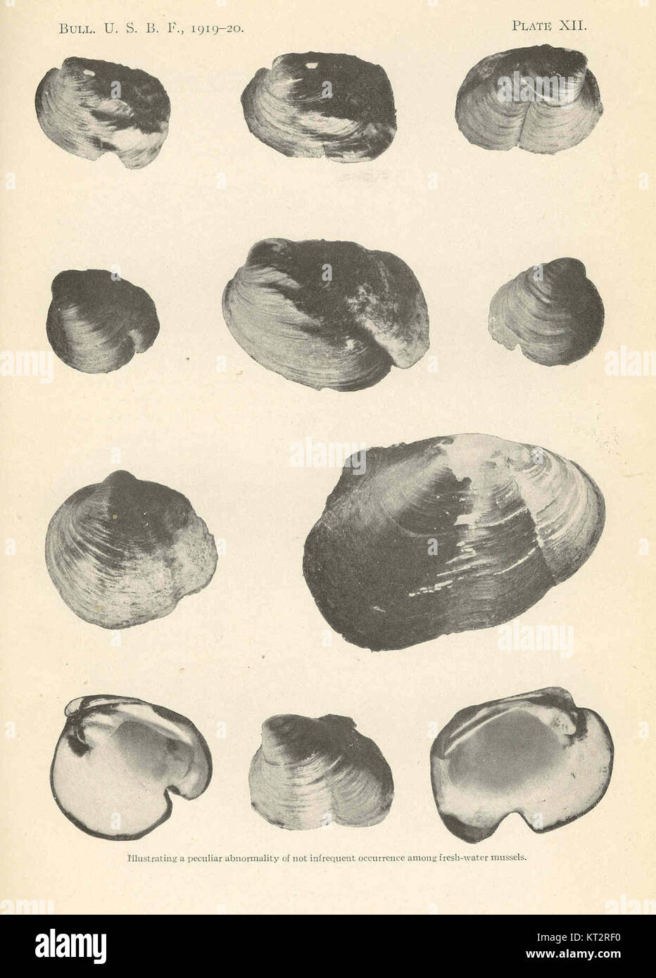 Diversity in morphology highlights hi-res stock photography and images ...