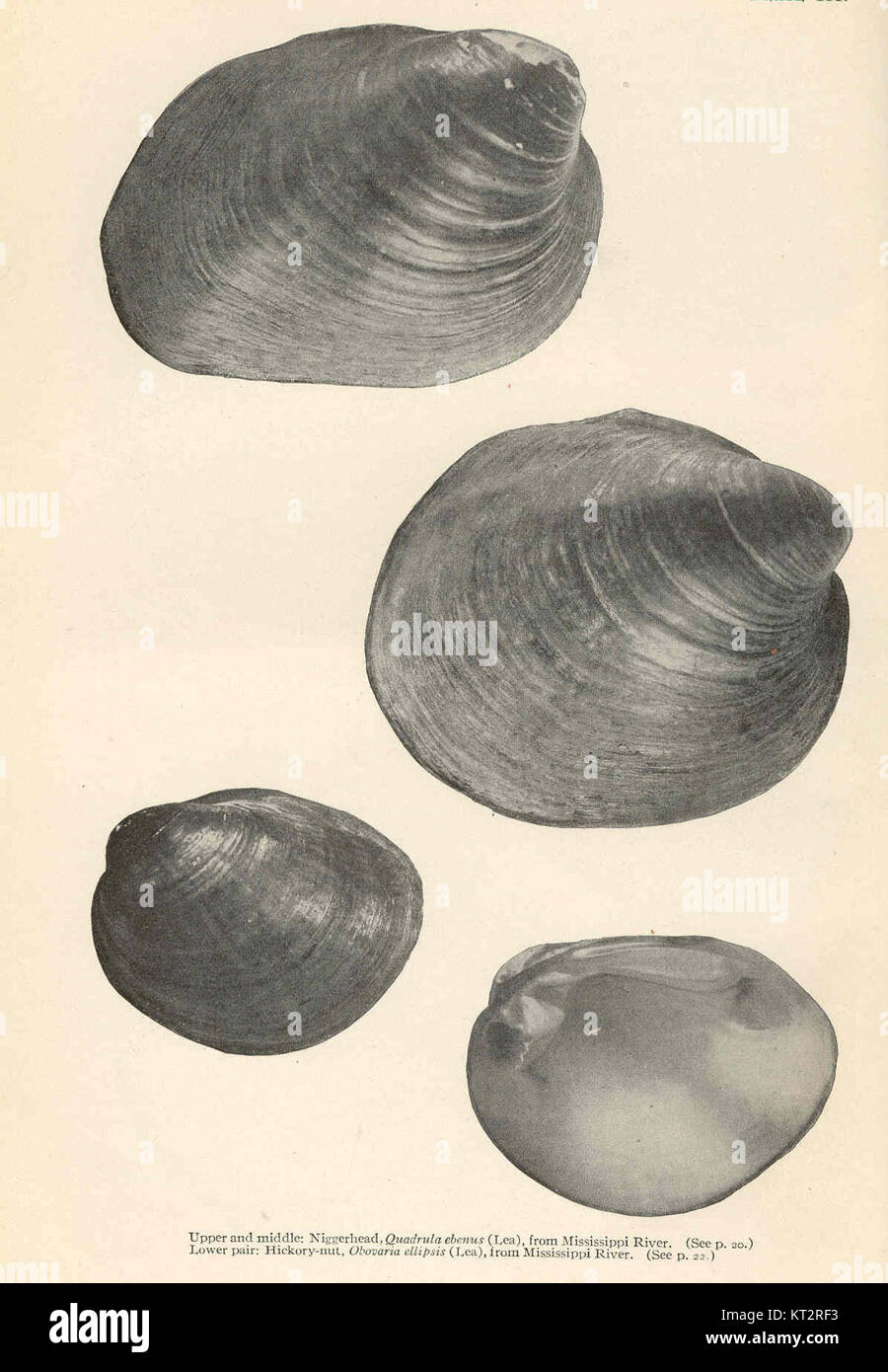 Elipis hi-res stock photography and images - Alamy