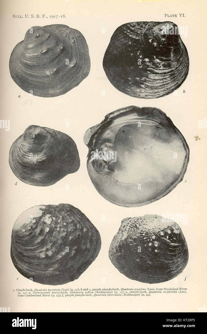 Granifera hi-res stock photography and images - Alamy