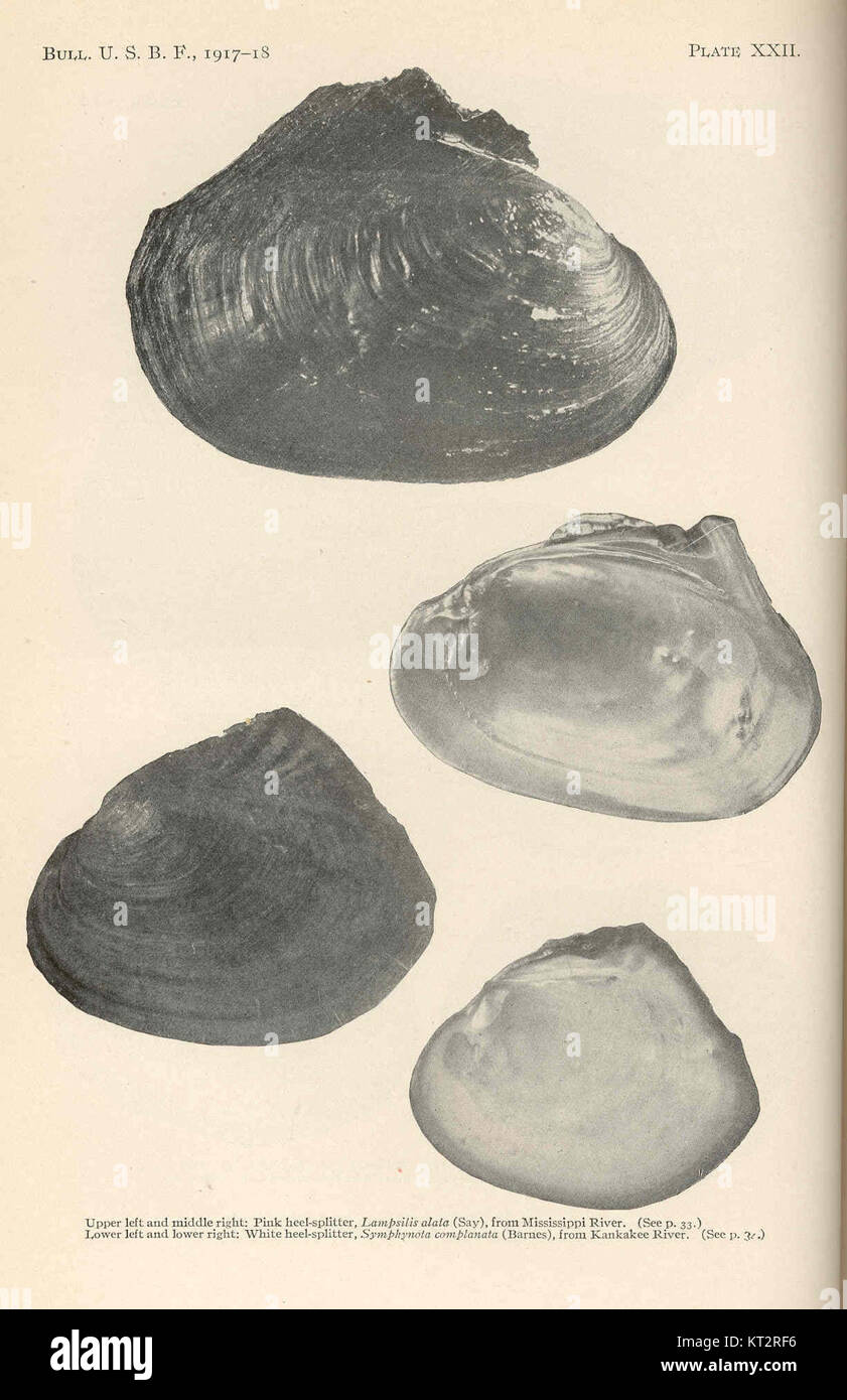 38256 Pink heel-splitter, Lampsilis alata (Say), from Mississippi River ...