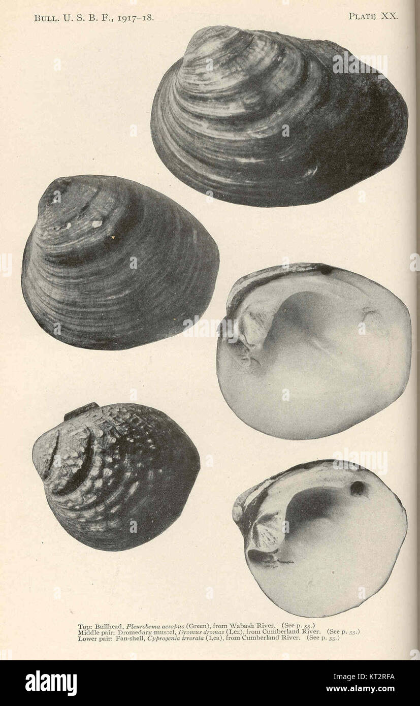 The photograph features a Bullhead mussel, Pleurobema aesopus, from the ...