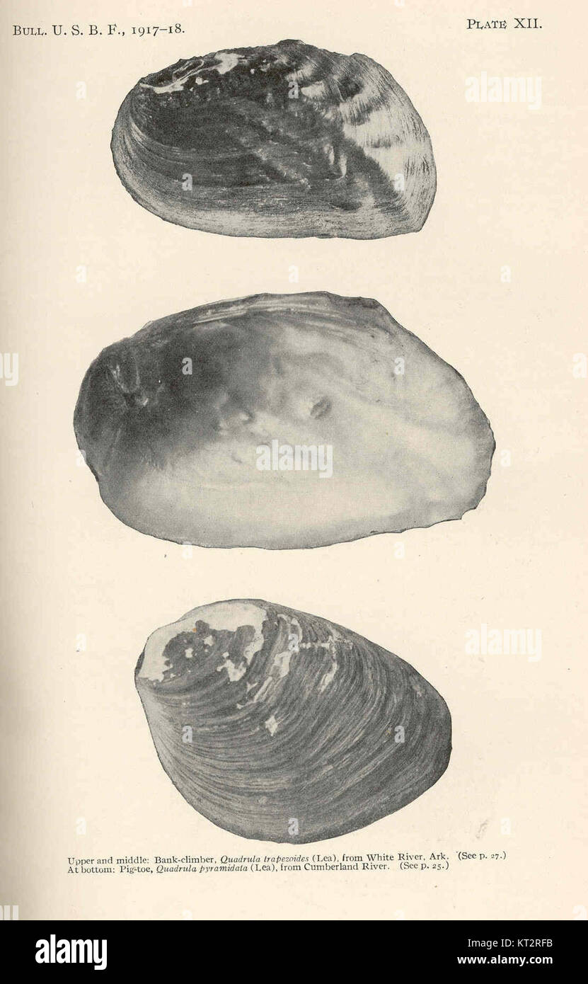This image shows two species of freshwater mussels: Quadrula ...