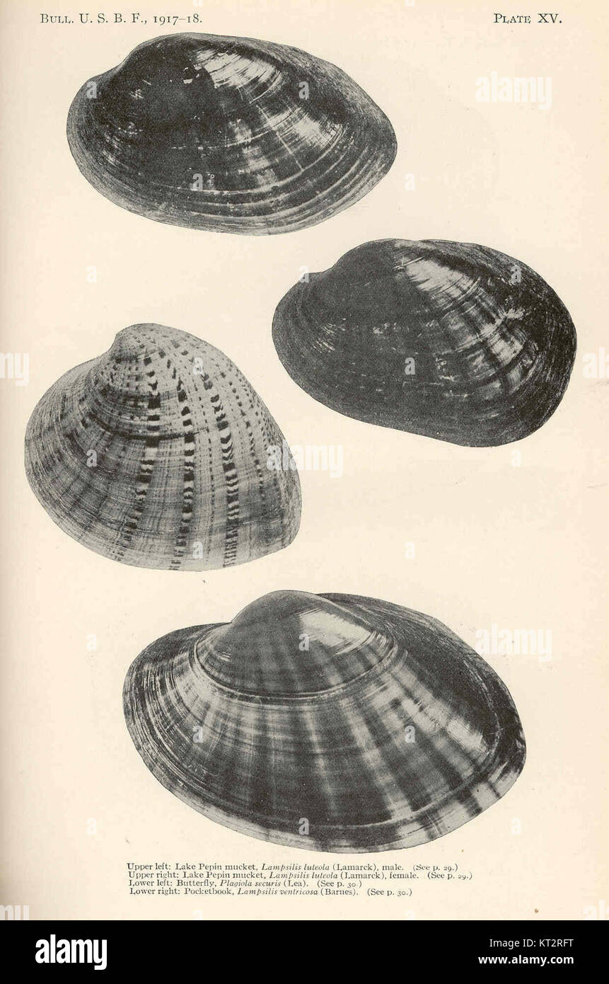 Lape High Resolution Stock Photography and Images - Alamy