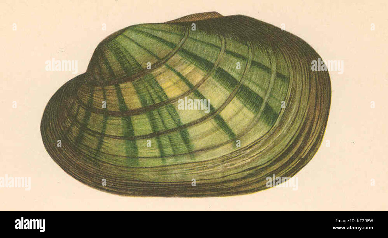 Lampsilis luteola hi-res stock photography and images - Alamy