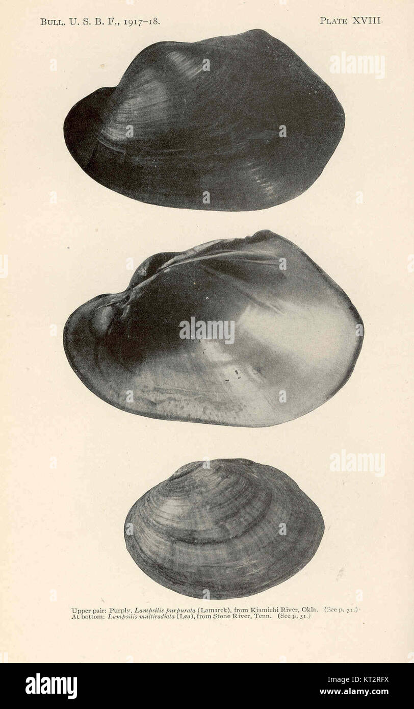 This image shows two species of freshwater mussels, Lampsilis purpurata ...