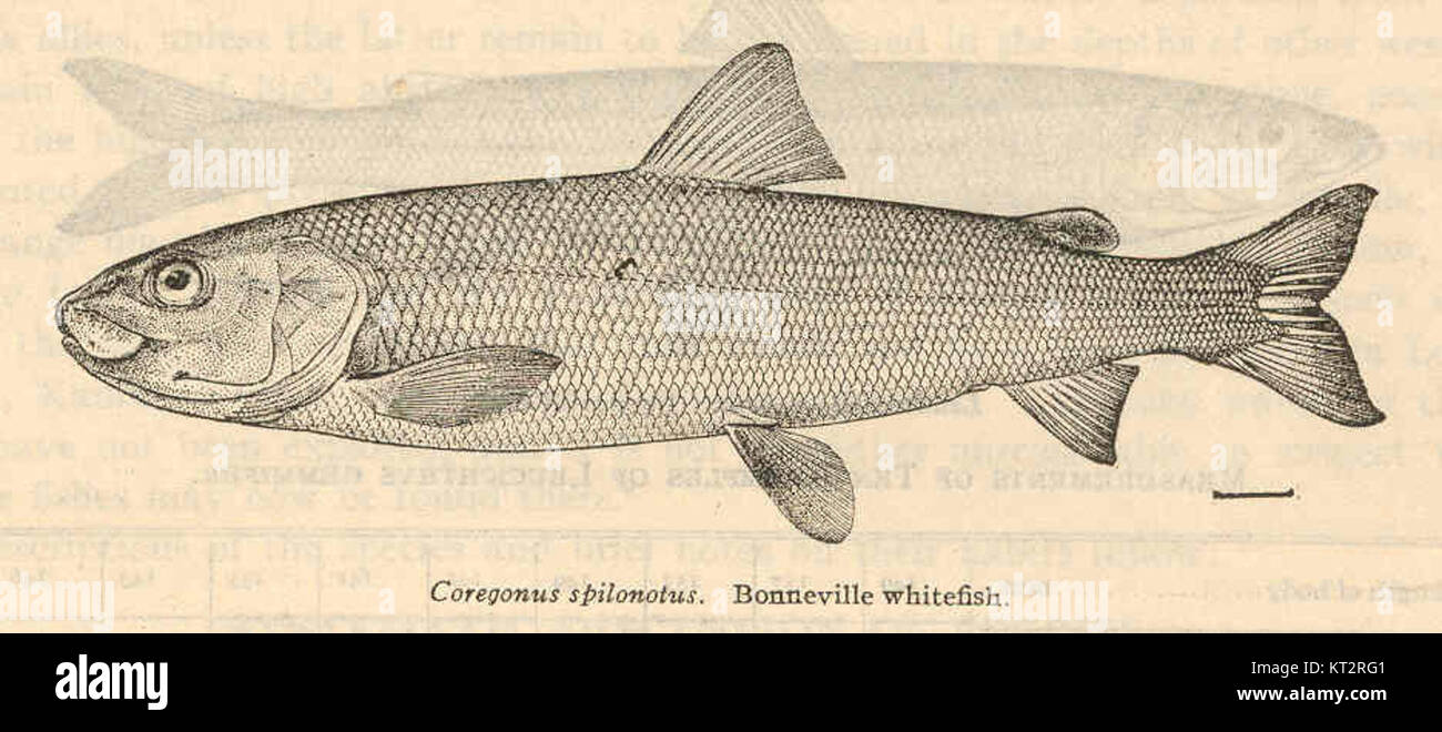 Coregonus spilomotus, commonly known as the Bonneville whitefish, is a ...