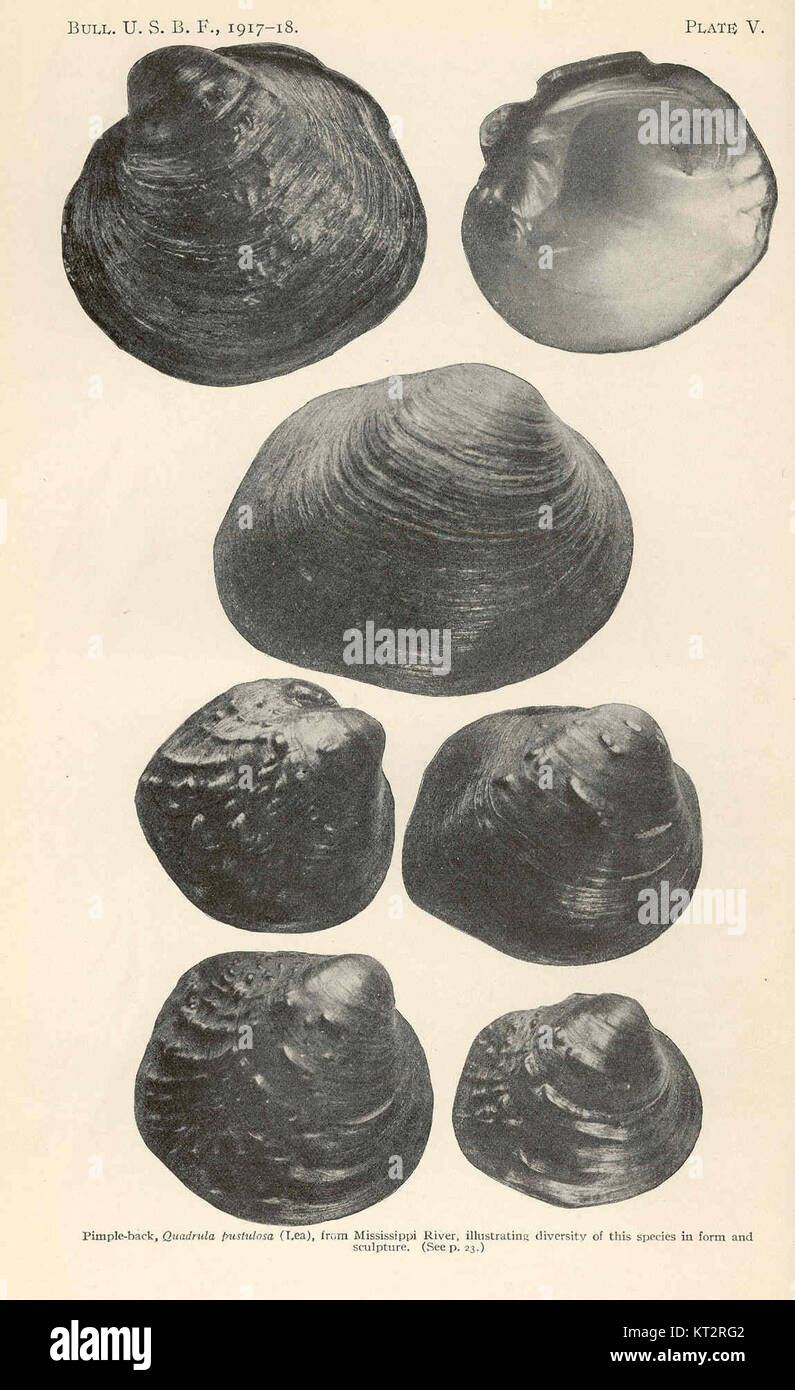 Quadrula pustulosa hi-res stock photography and images - Alamy