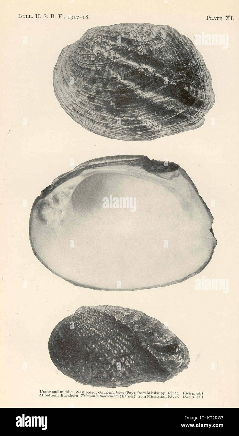 Tritogonia hi-res stock photography and images - Alamy