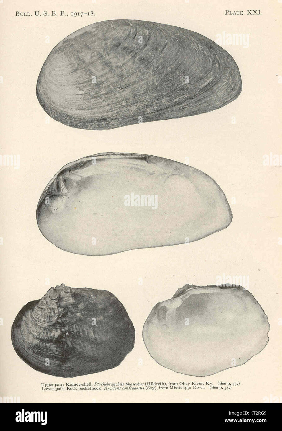 38271 Kidney-shell, Ptychobranchus phaseolus (Hildreth), from Obey ...