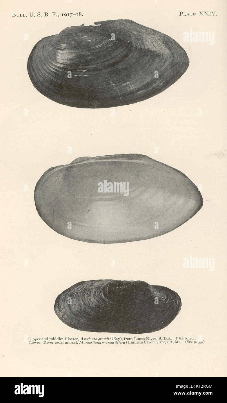 This image shows two freshwater mollusks: Anodonta grandis, commonly ...