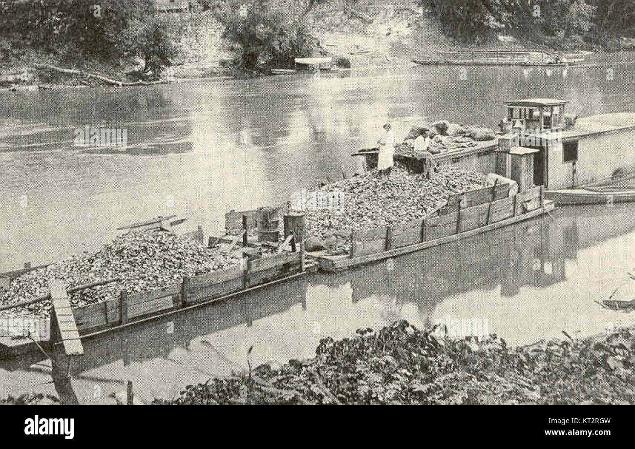 This photograph captures barges loaded with shells and two shellers ...