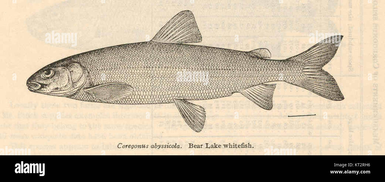 Coregonus abyssicola, commonly known as the Bear Lake whitefish, is a ...