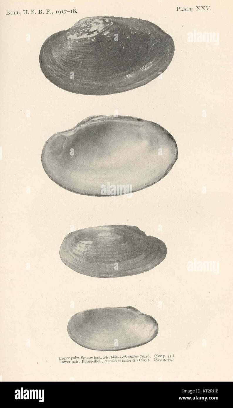 An illustration of two species of freshwater mussels, *Squaw-foot ...