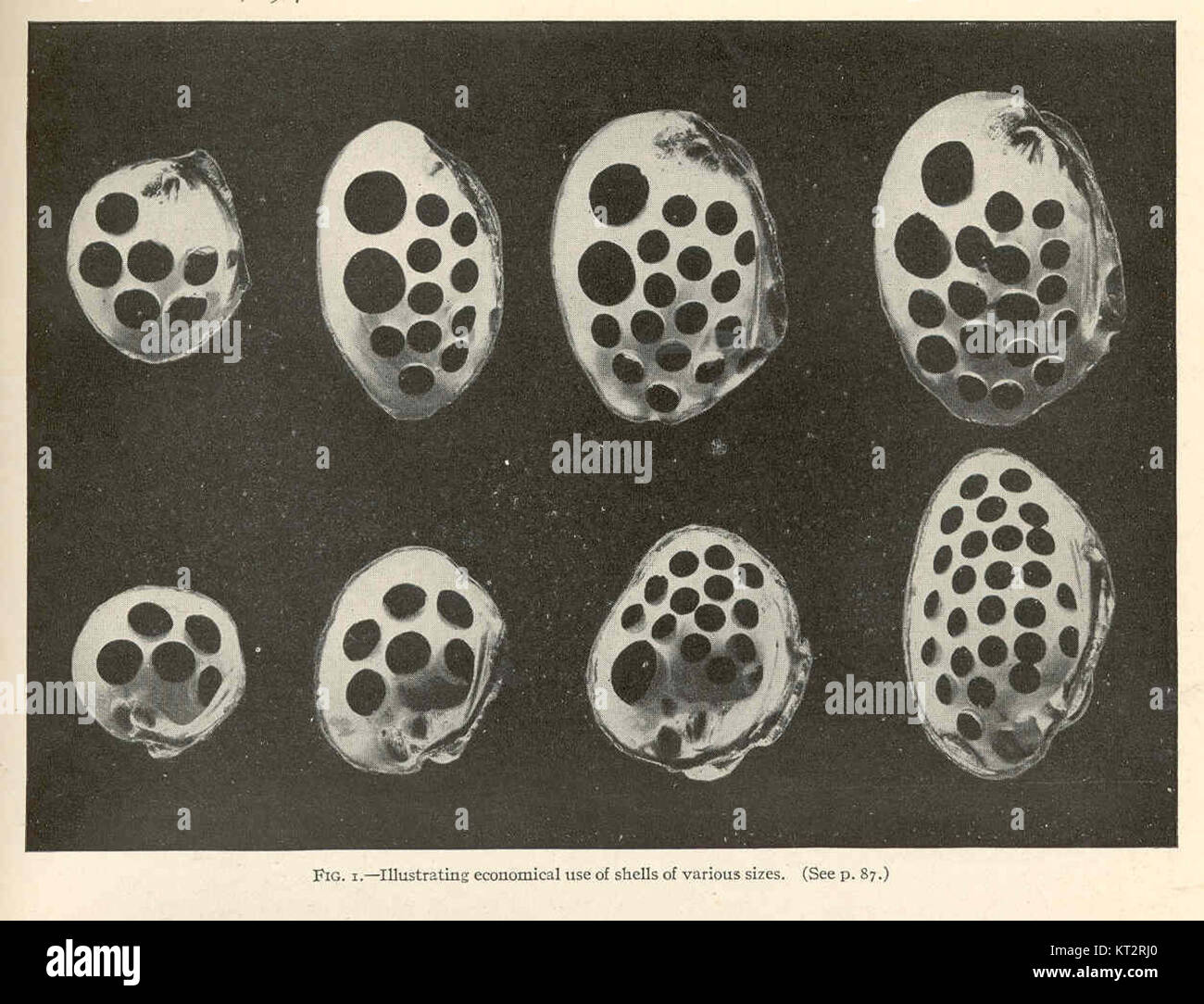 This illustration demonstrates the economical use of shells of various ...