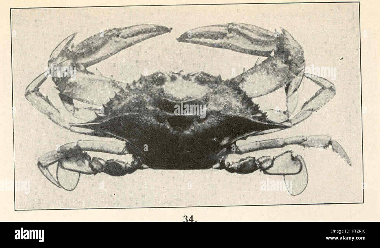 This image shows a dorsal view of an adult male crab, providing a clear ...