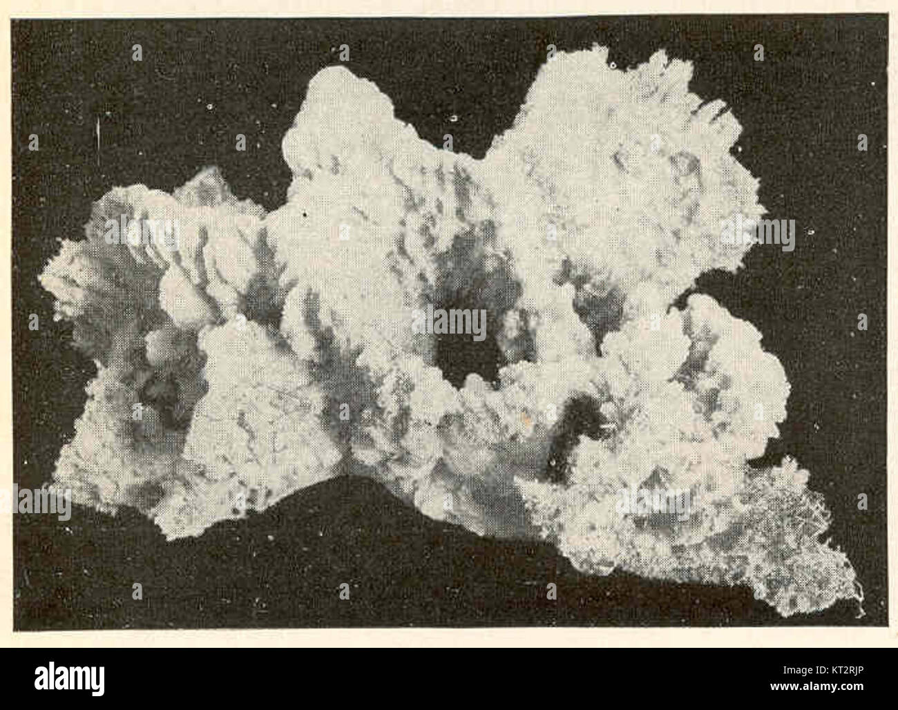 Acanthella High Resolution Stock Photography and Images - Alamy