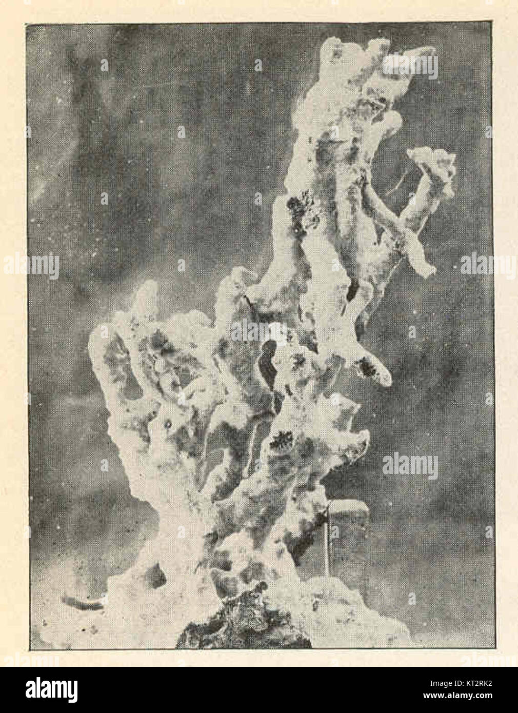 *Microciona prolifera* is a species of marine sponge. The older ...