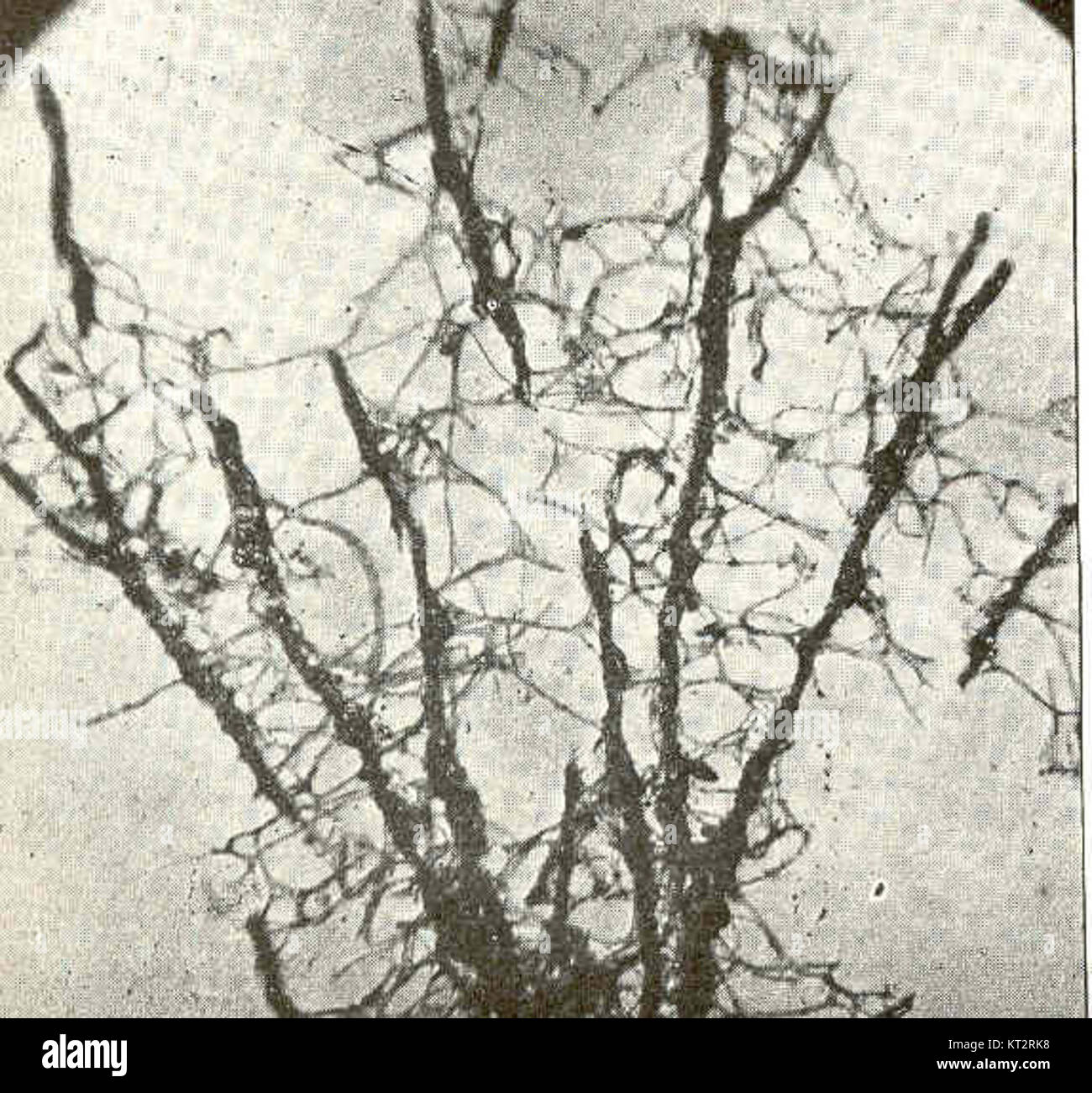 A macerated slice of the Hircinia ectofibrosa skeleton, showing the ...