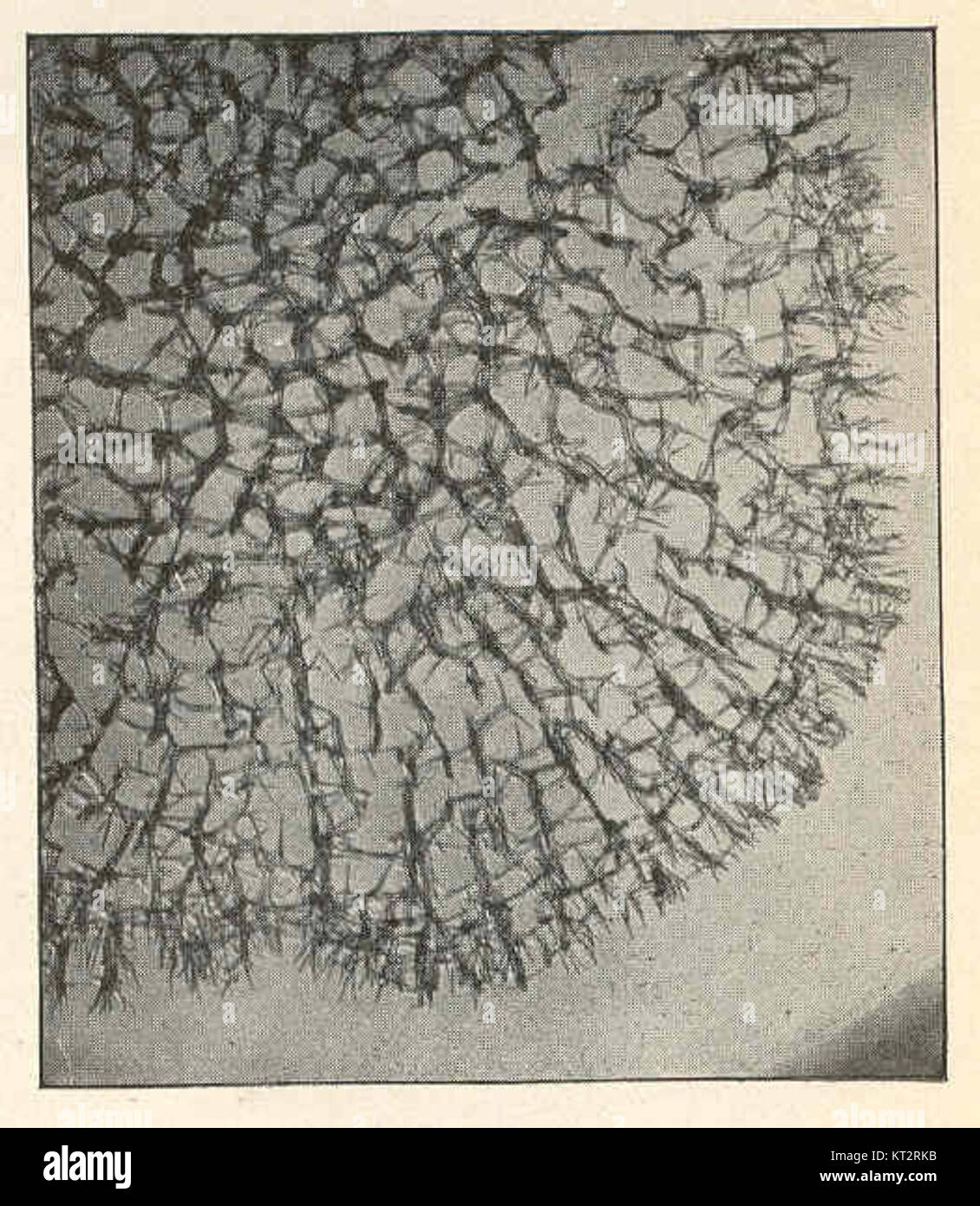 The image shows a transverse section of a branch from the plant species ...