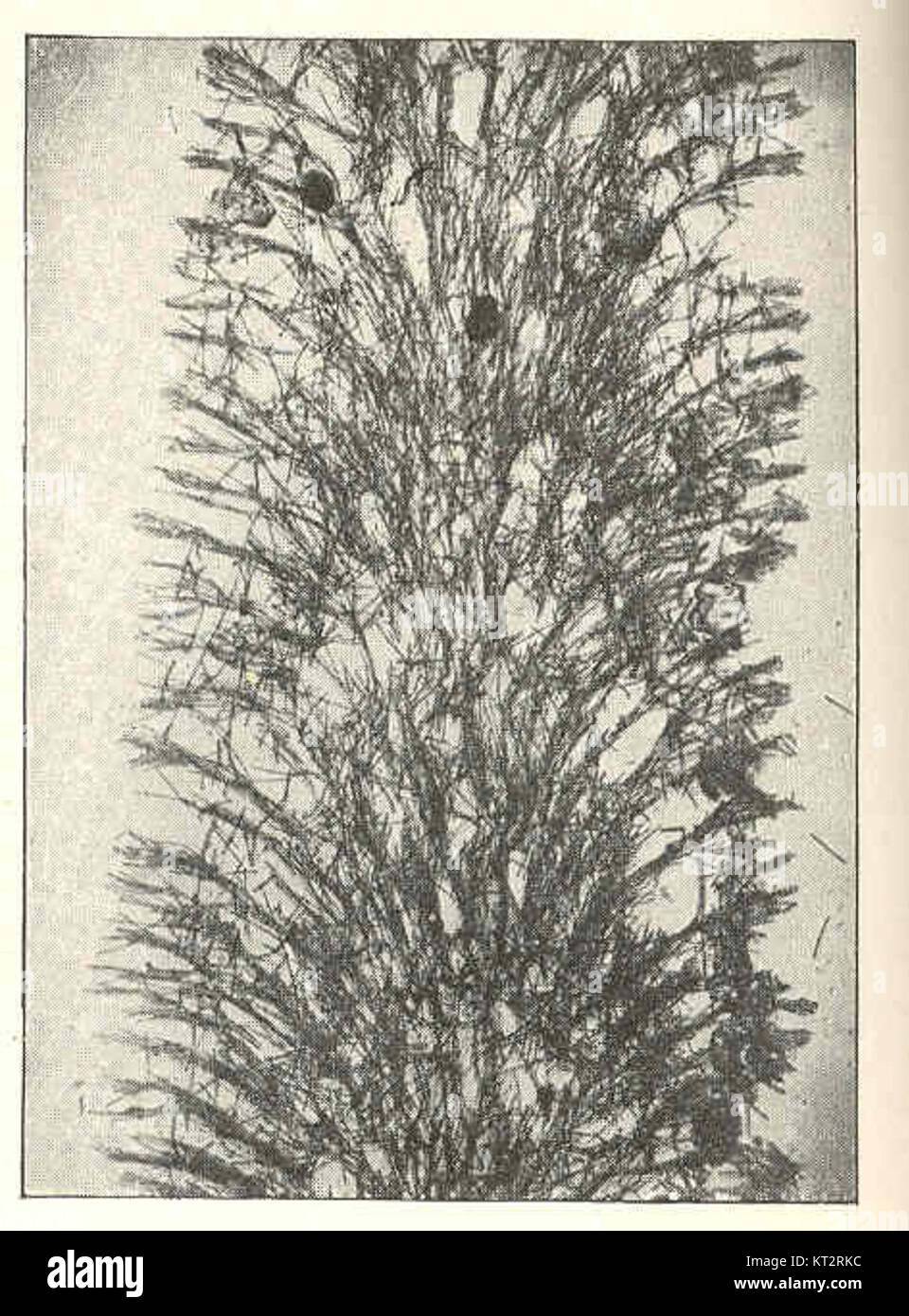 The Axinella acanthifera is a species of sponge. This image showcases a ...