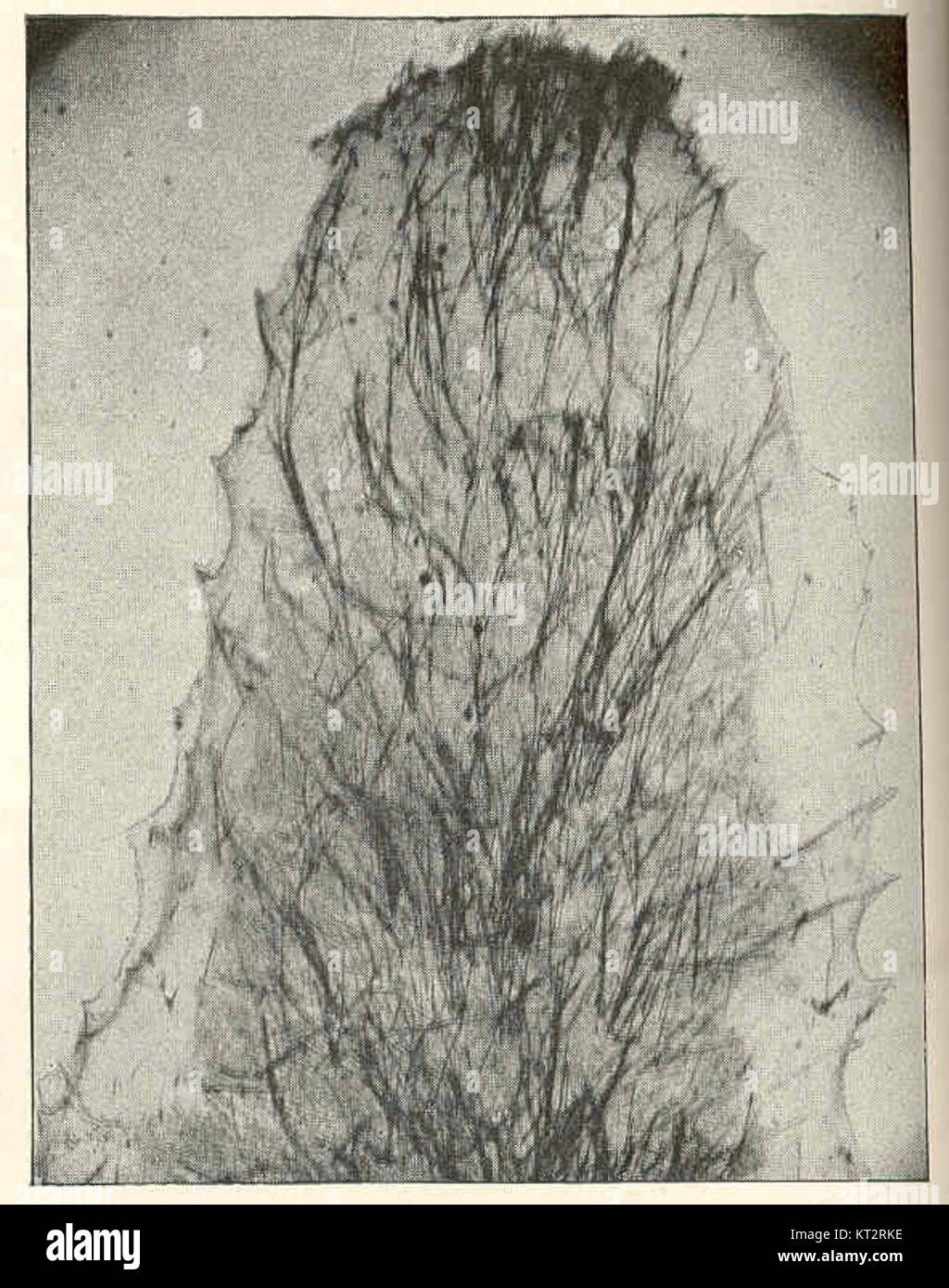 Radial diagram depicts hi-res stock photography and images - Alamy