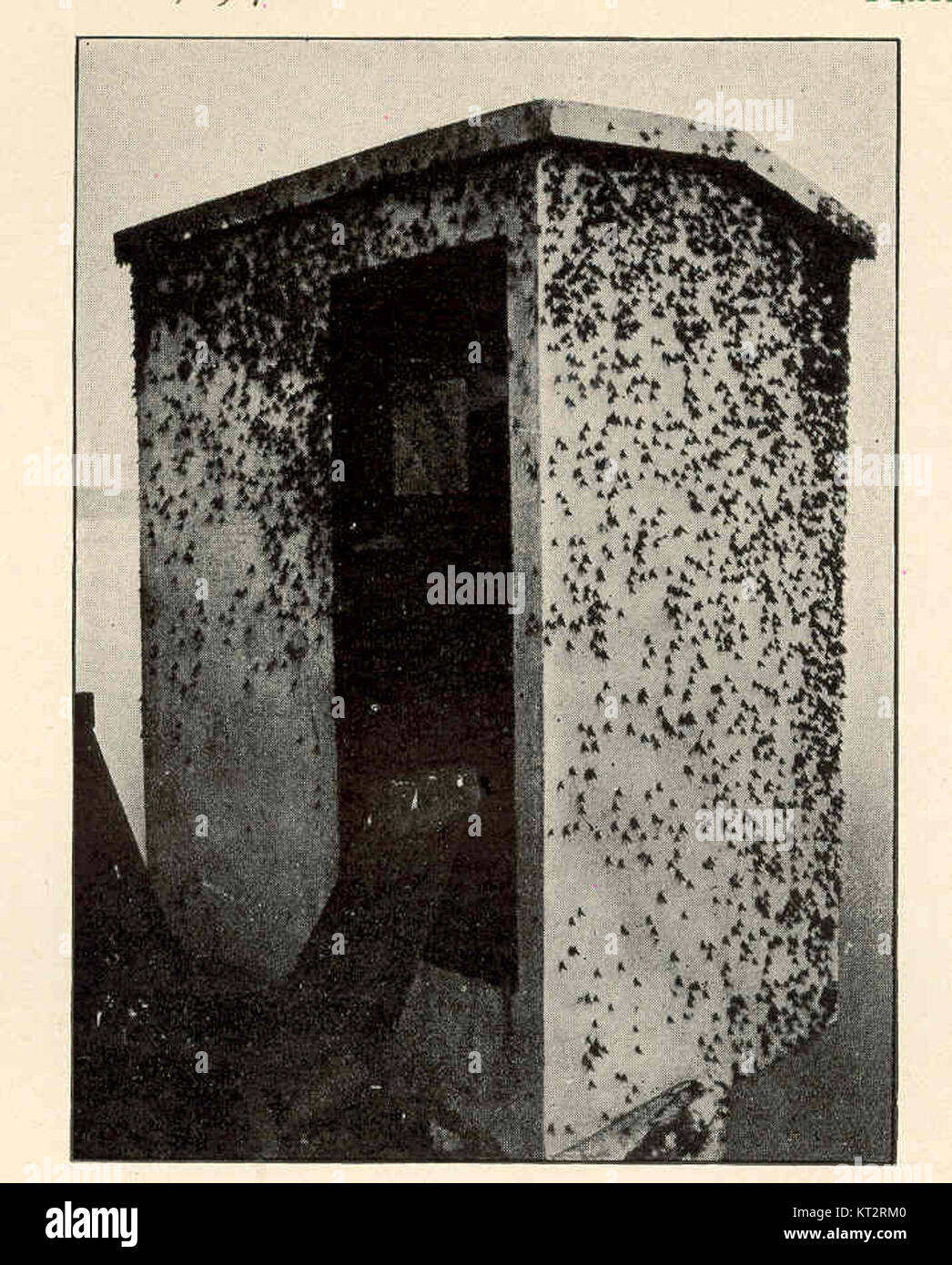 This historical photograph captures a large number of mayflies on the ...