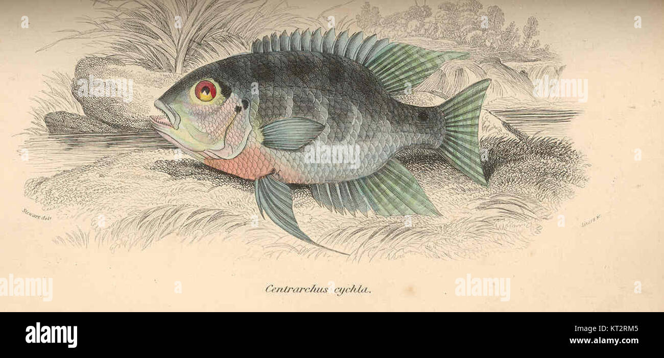 Centrarchus hi-res stock photography and images - Alamy