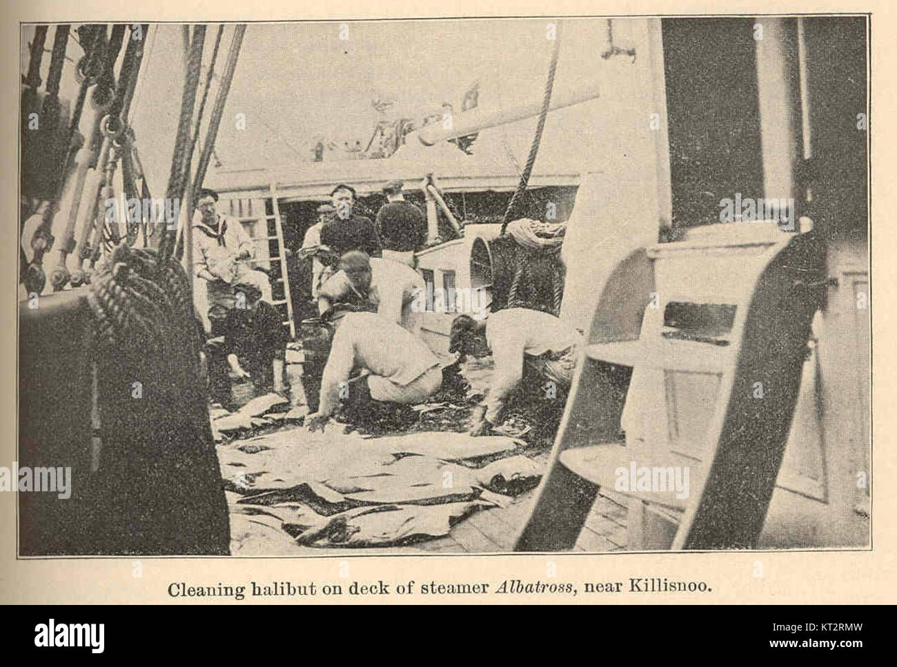 This historical photograph shows a crew member cleaning halibut on the ...