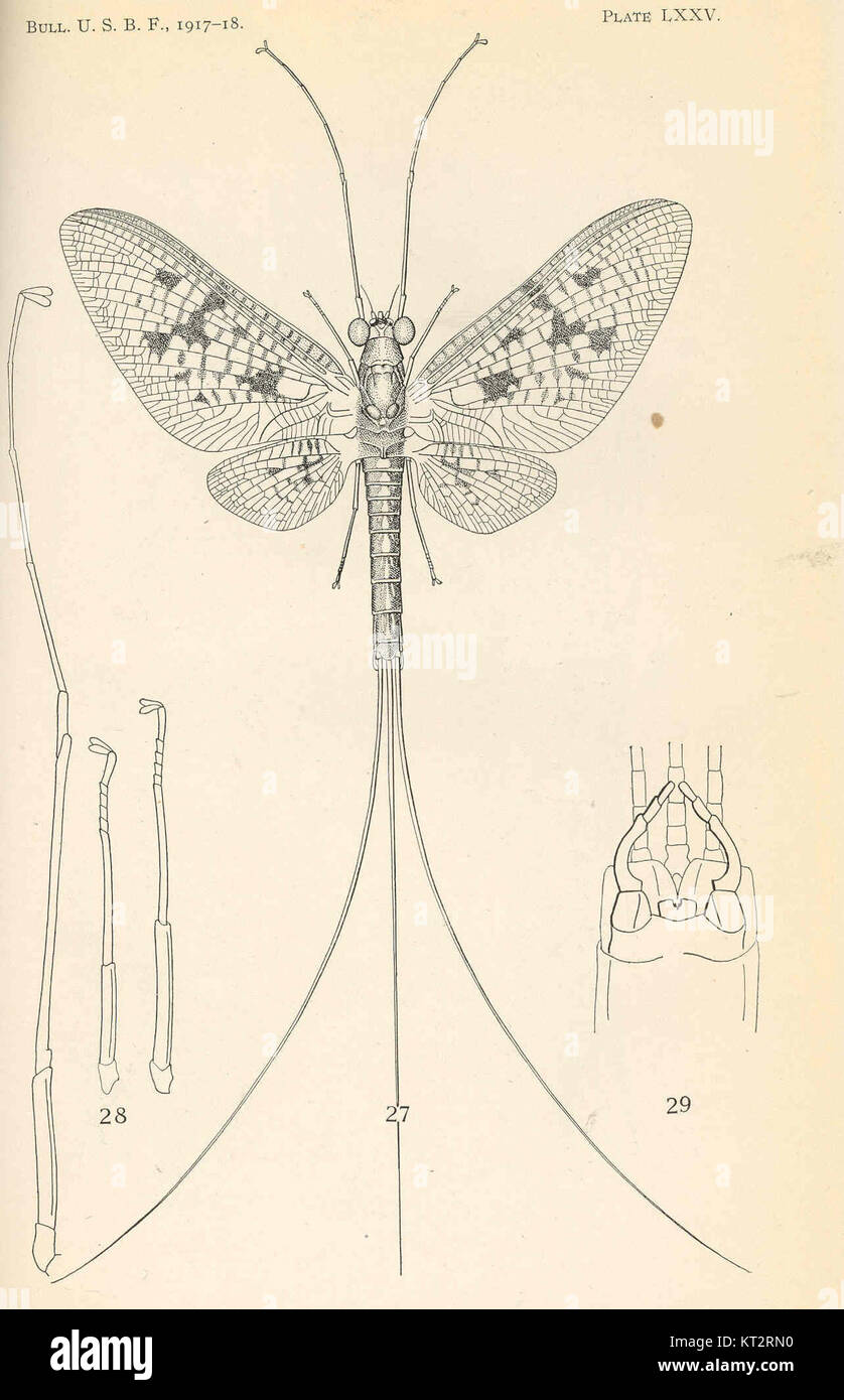 The item titled '38385 Ephemera varia Eaton; adult' refers to a ...