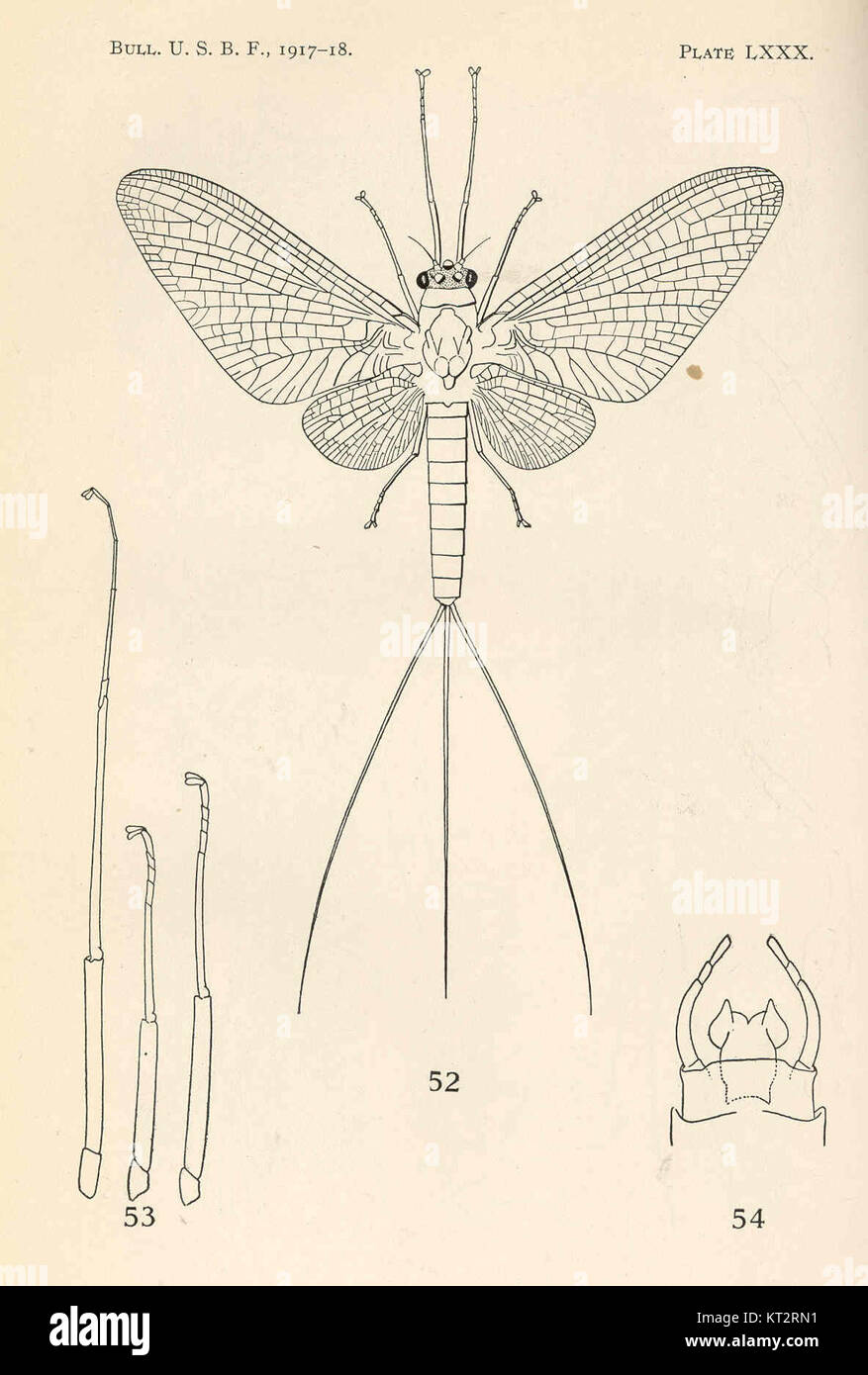 Potamanthus flaveola is a species of mayfly identified by Walsh. The ...
