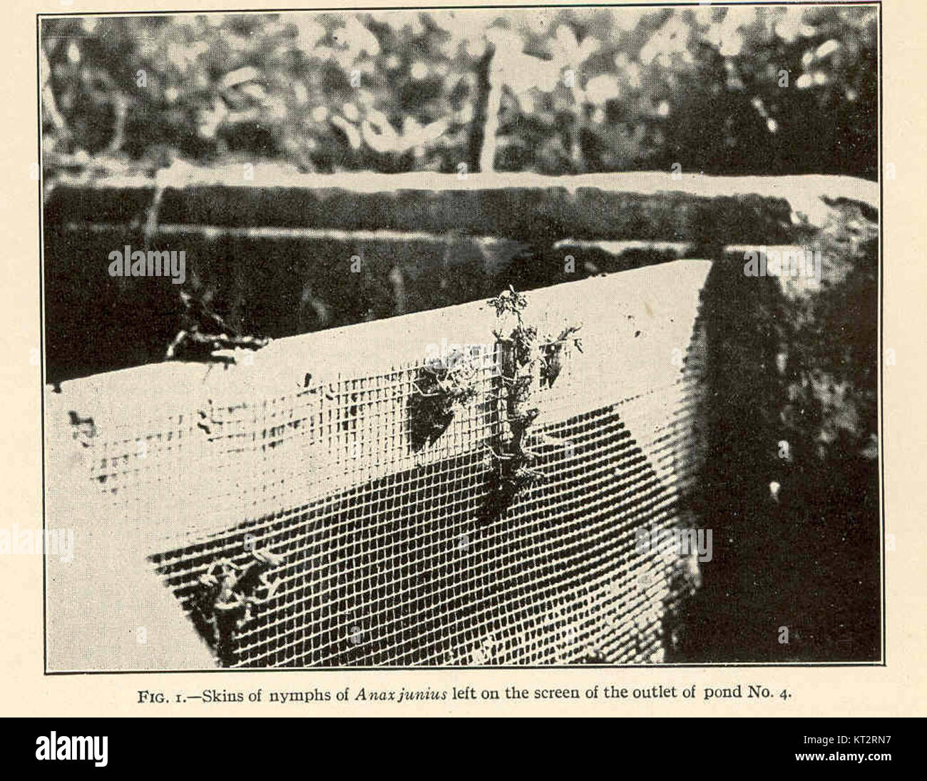 38386 Skins of nymphs of Anax junius left on the screen of the outlet ...