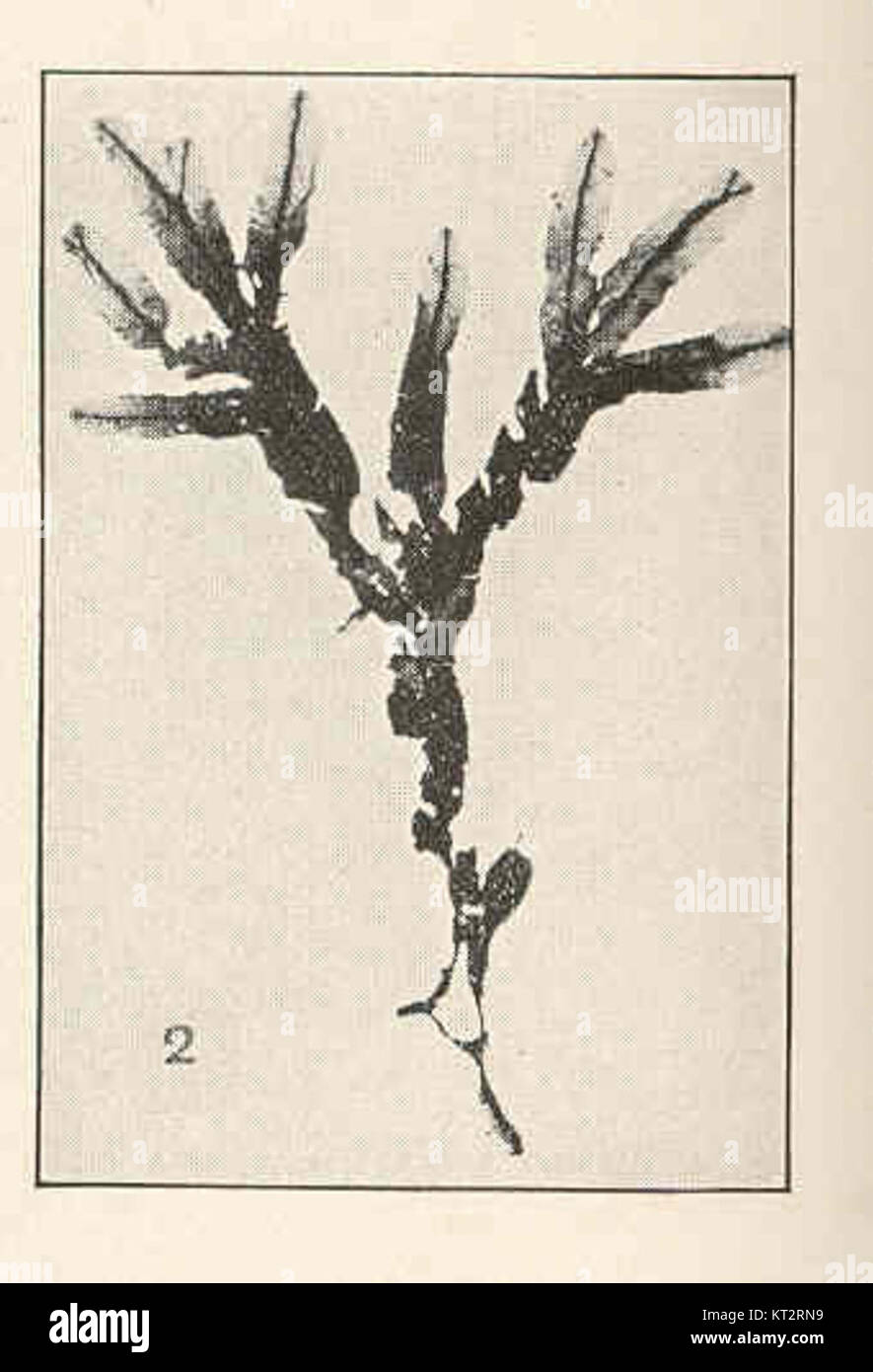 Image 38389 of Dictyopteris polypodiodes, a species of brown algae ...