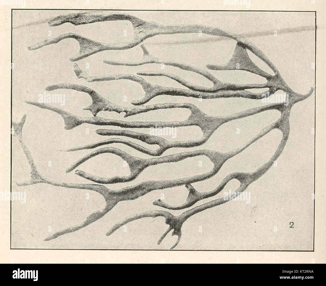 Codium decorticatum, a species of green algae, documented for its role ...