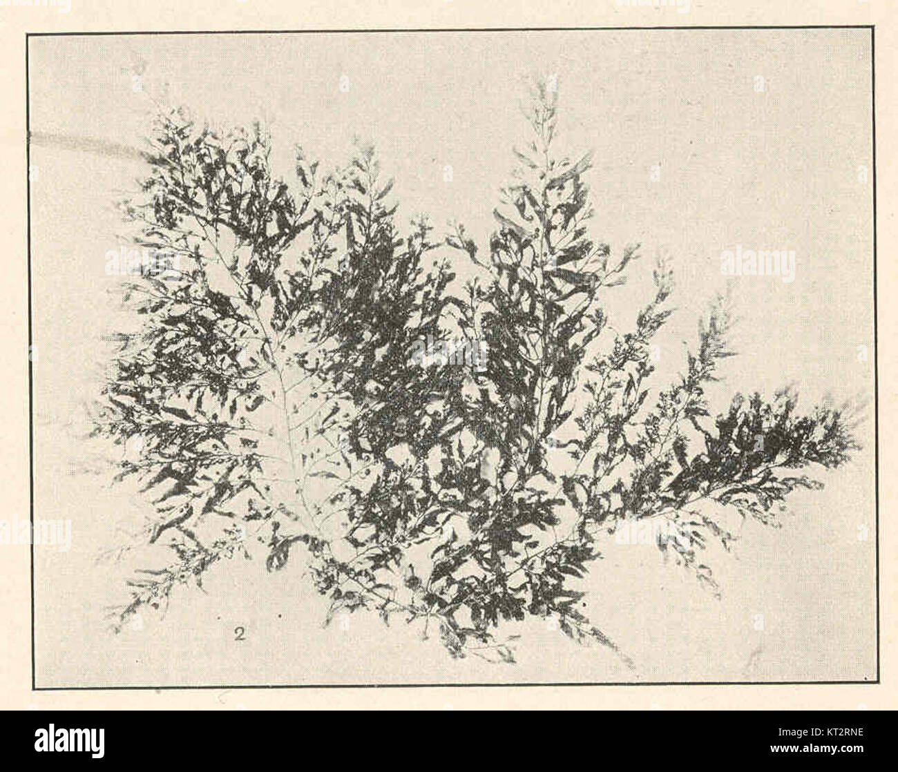 Sargassum plants hi-res stock photography and images - Alamy