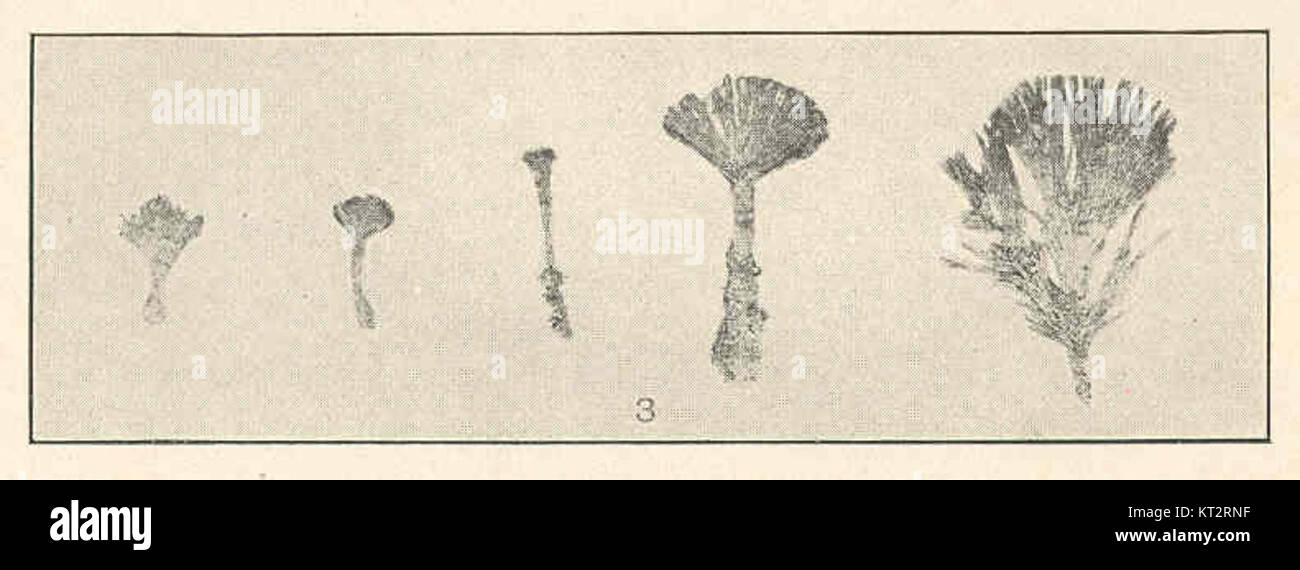 Udotea cyathiformis hi-res stock photography and images - Alamy