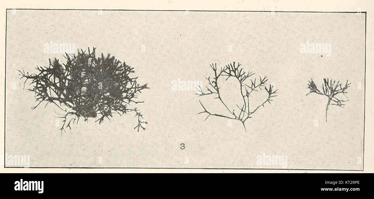 A scientific image of Gymnogongrus griffithsiae, a species of red algae ...