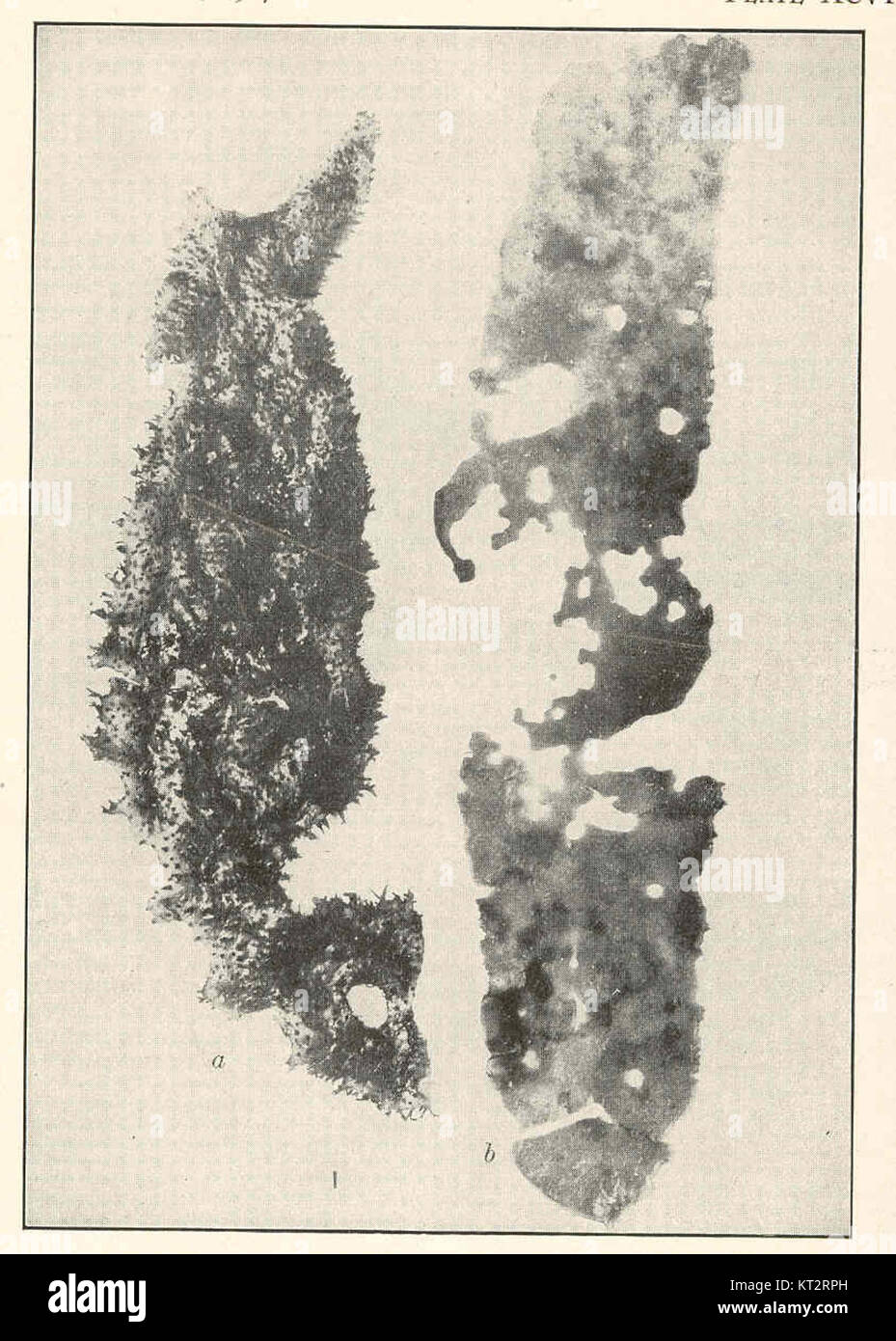 38419 Meristotheca duchassaingii; a cystocarpic; b, tetrasporic ...