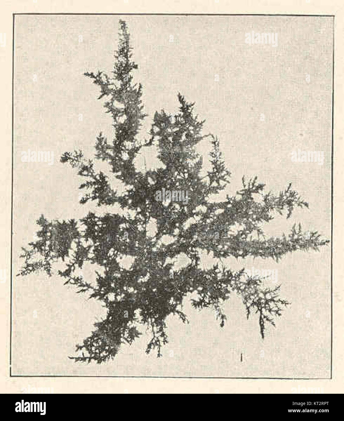 Hypnea musciformis is a type of red algae. This particular type ...