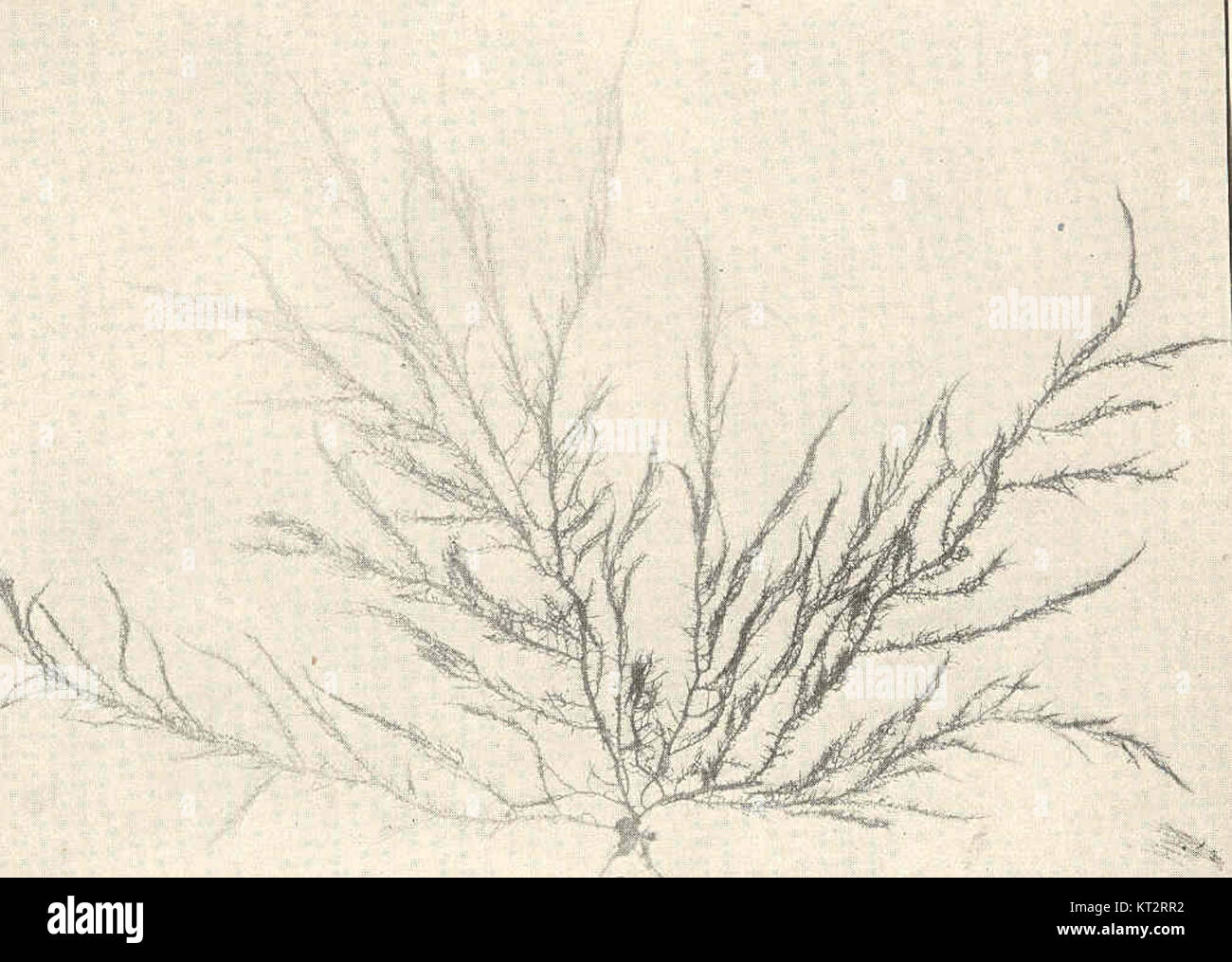 An image of the algae Hypnea musciformis, type 2, in its cystocarpic ...