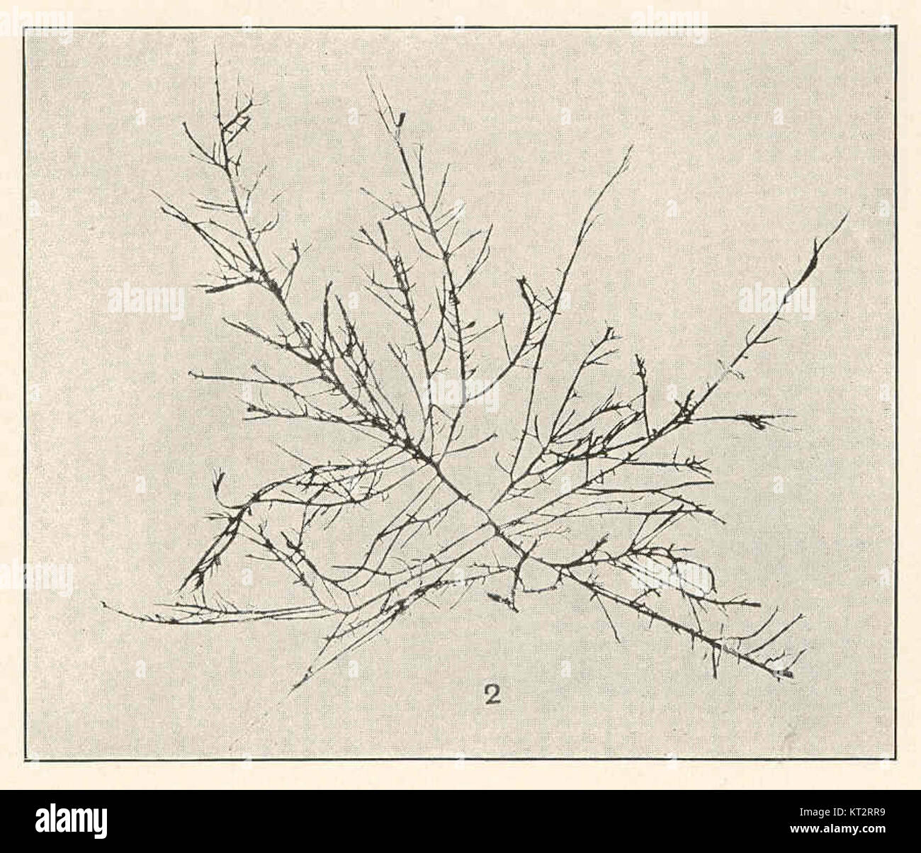 Algae gelidium hi-res stock photography and images - Alamy