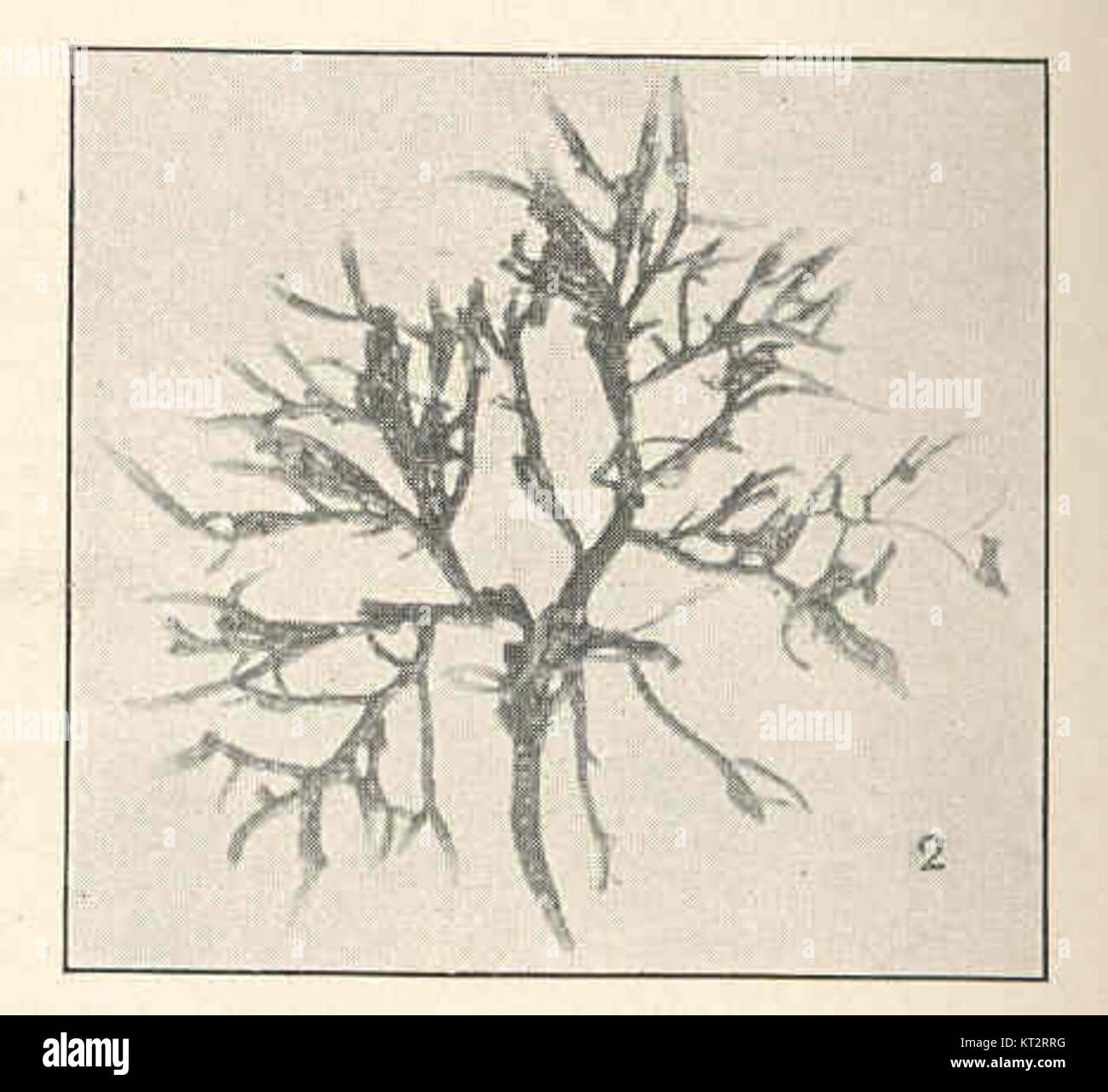 Chondria dasyphylla is a species of red algae that thrives in cold ...