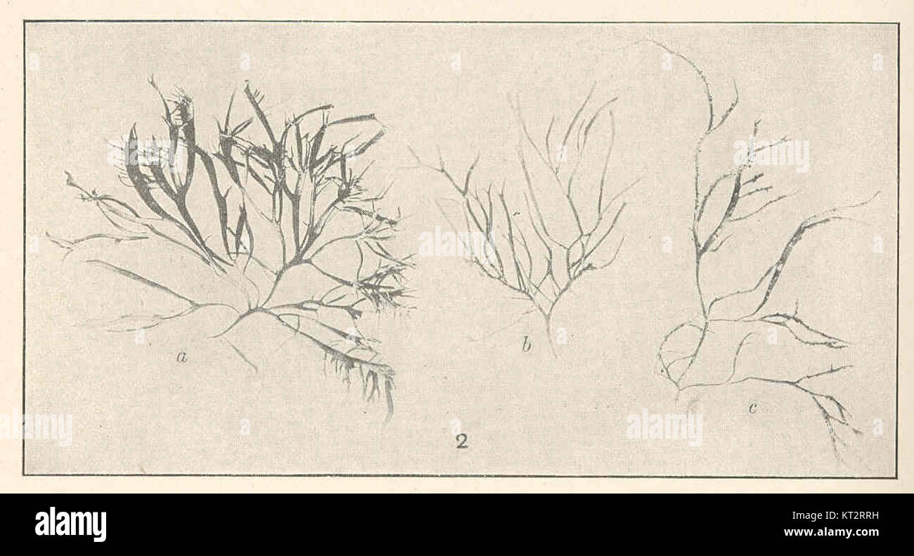 A scientific image depicting Gracilaria multipartia, a type of red ...