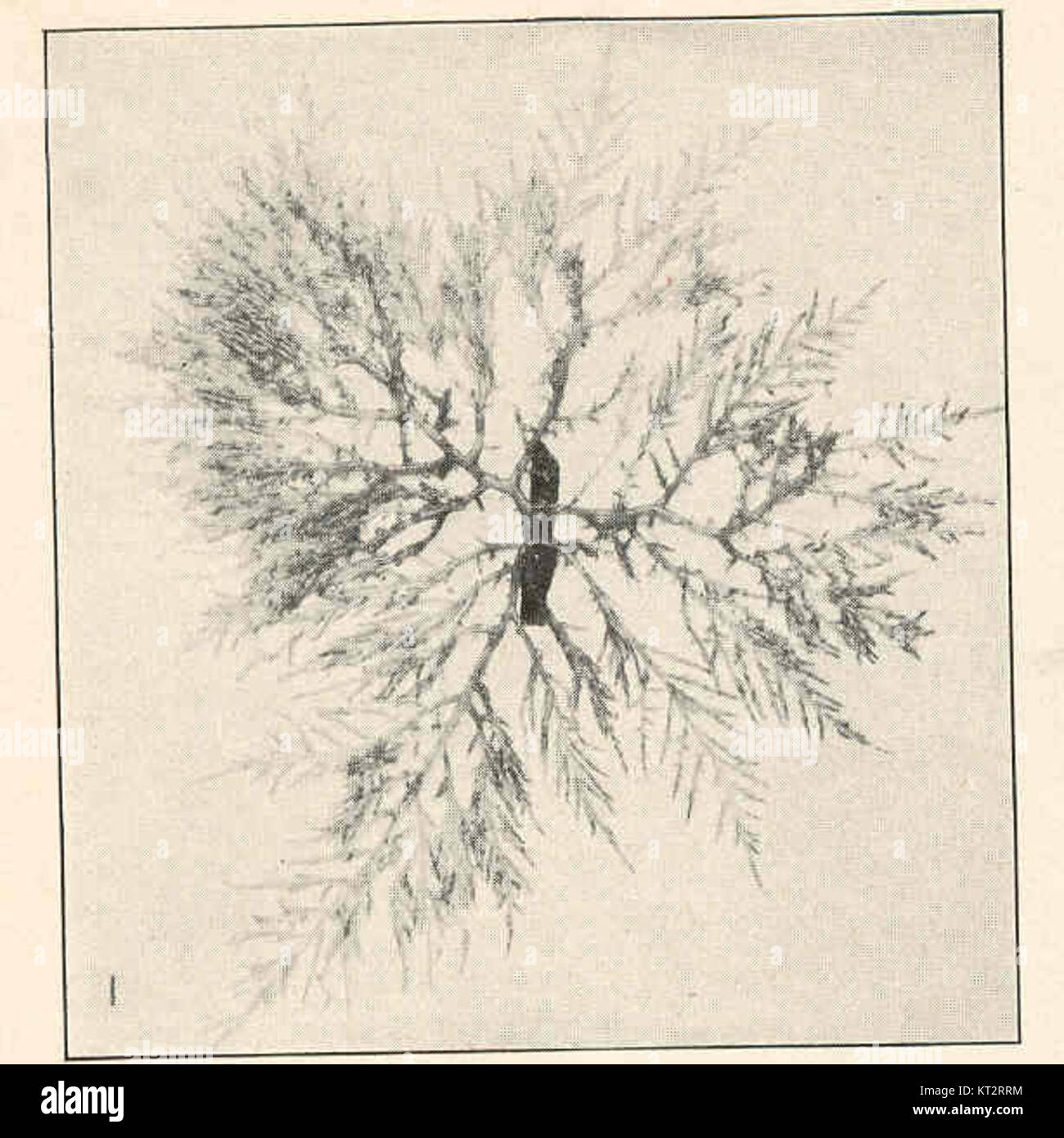 Chondria hi-res stock photography and images - Alamy