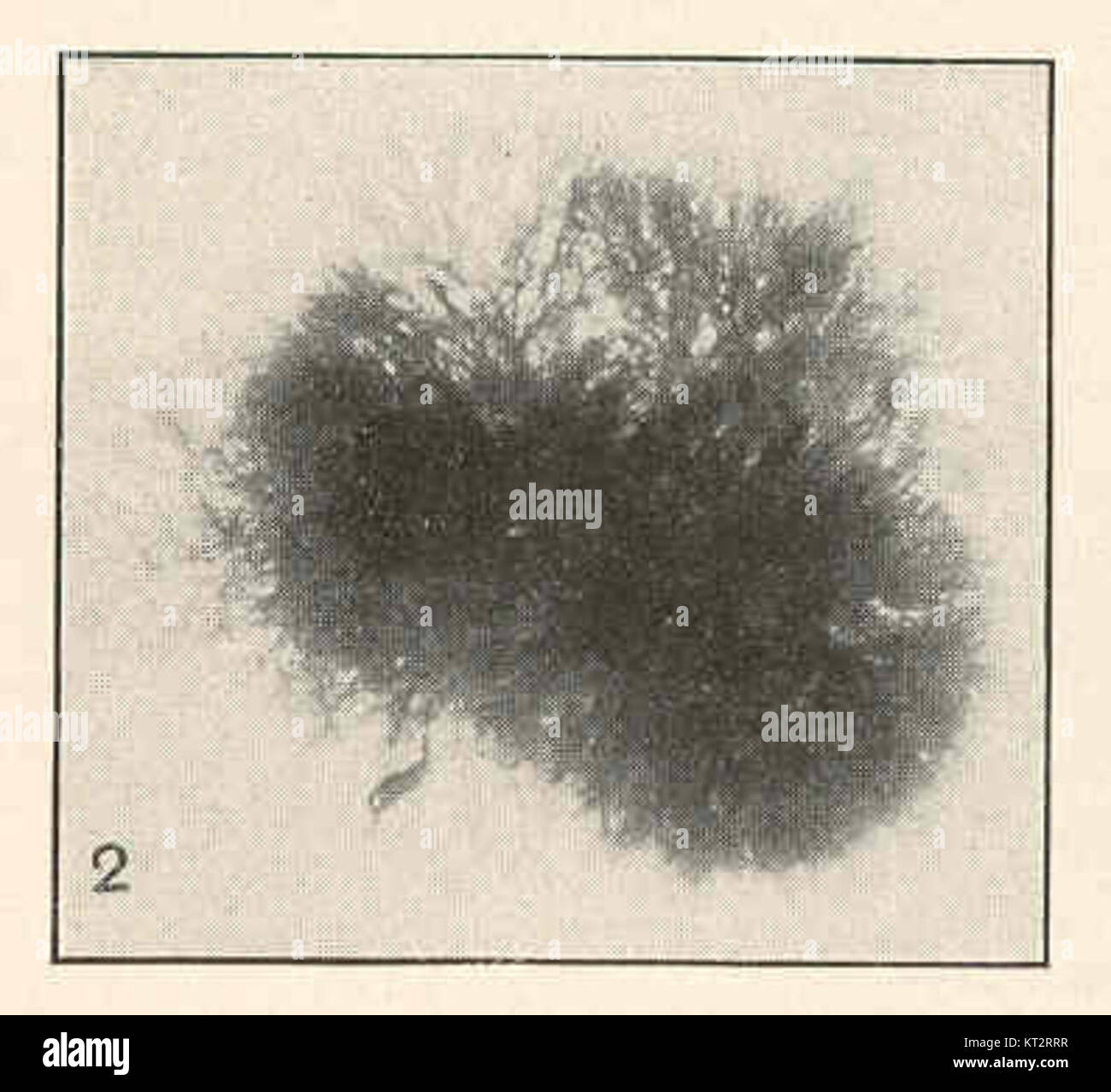 Polysiphonia nigrescens is a species of red algae, known for its ...