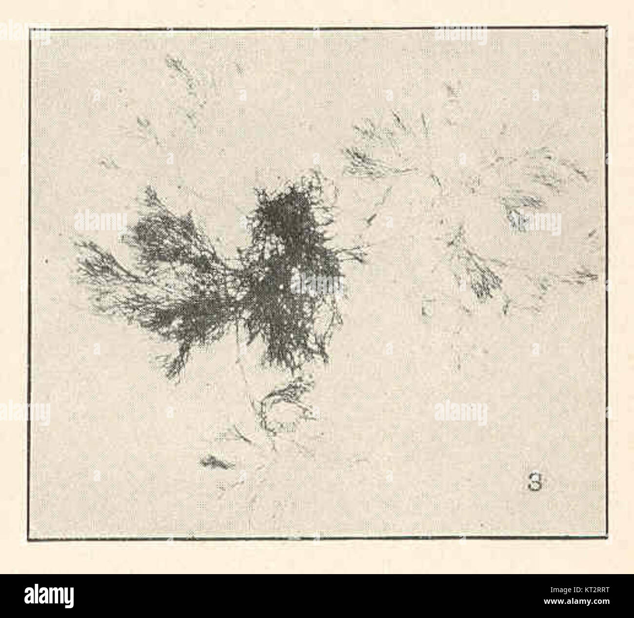 Ceramium strictum hi-res stock photography and images - Alamy