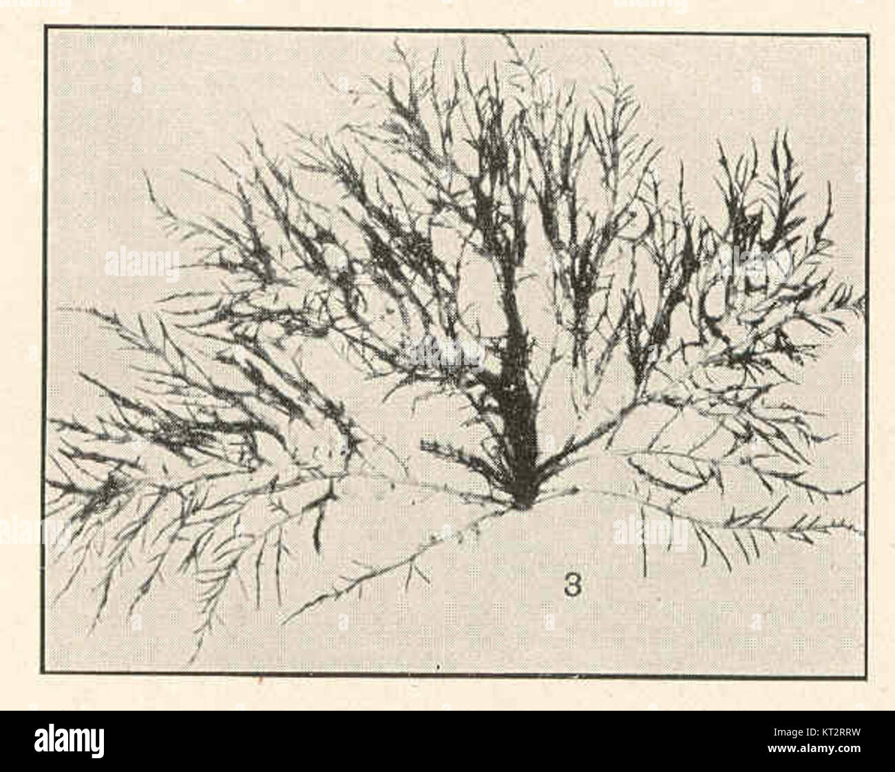 Chondria tenuissima var. baileyana is a variety of red algae found in ...